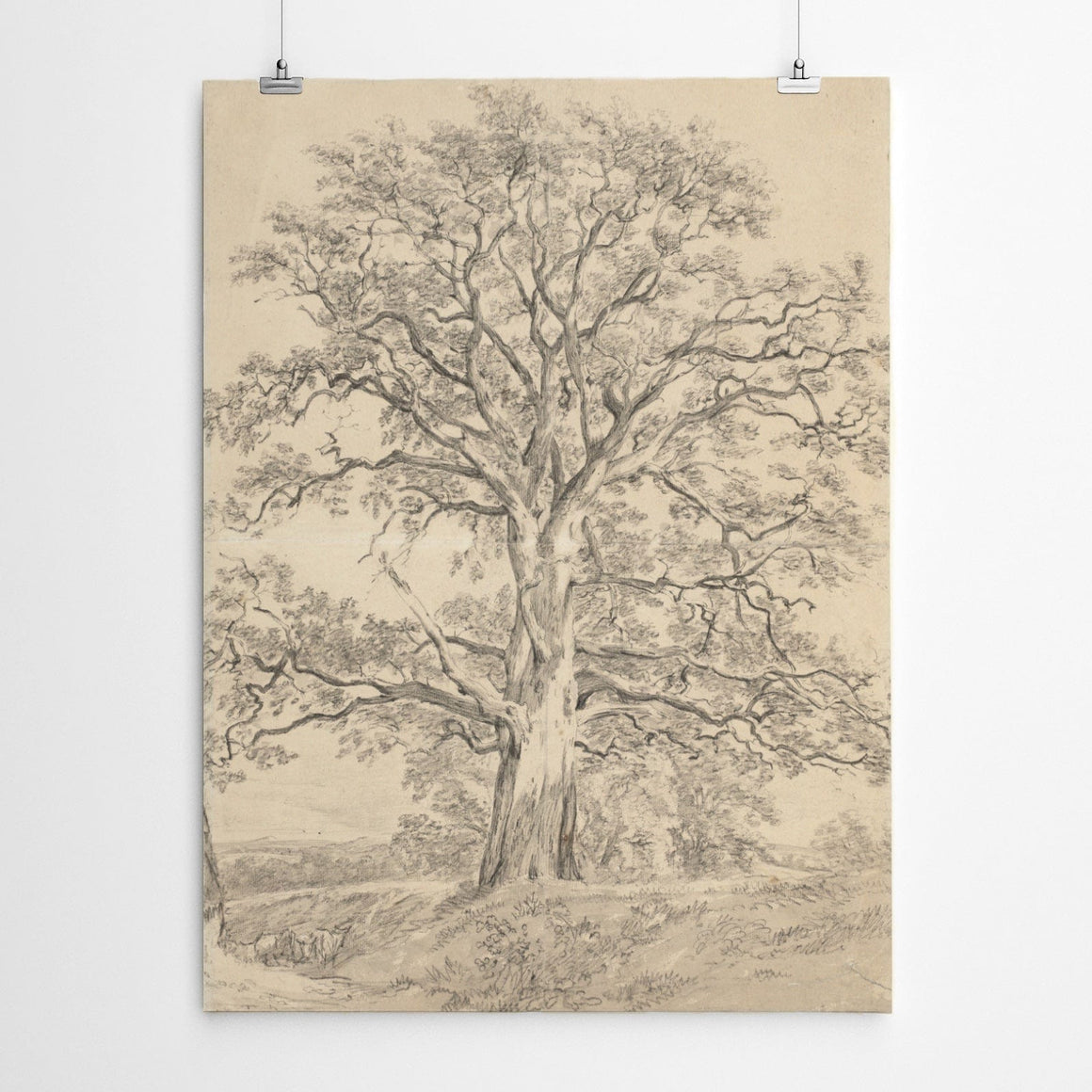Vintage Tree Charcoal Drawing – Artworld